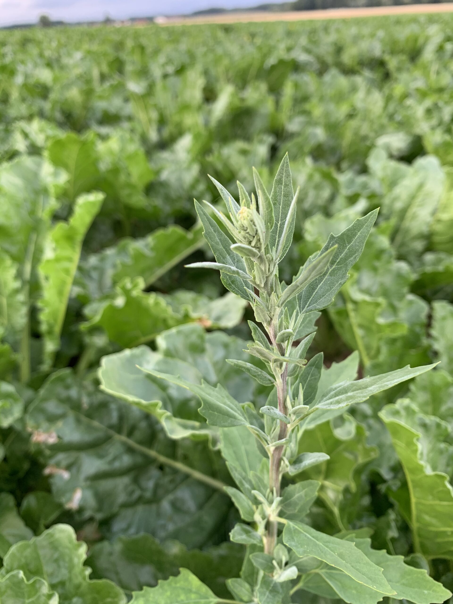 Chénopode blanc - Agro-Transfert