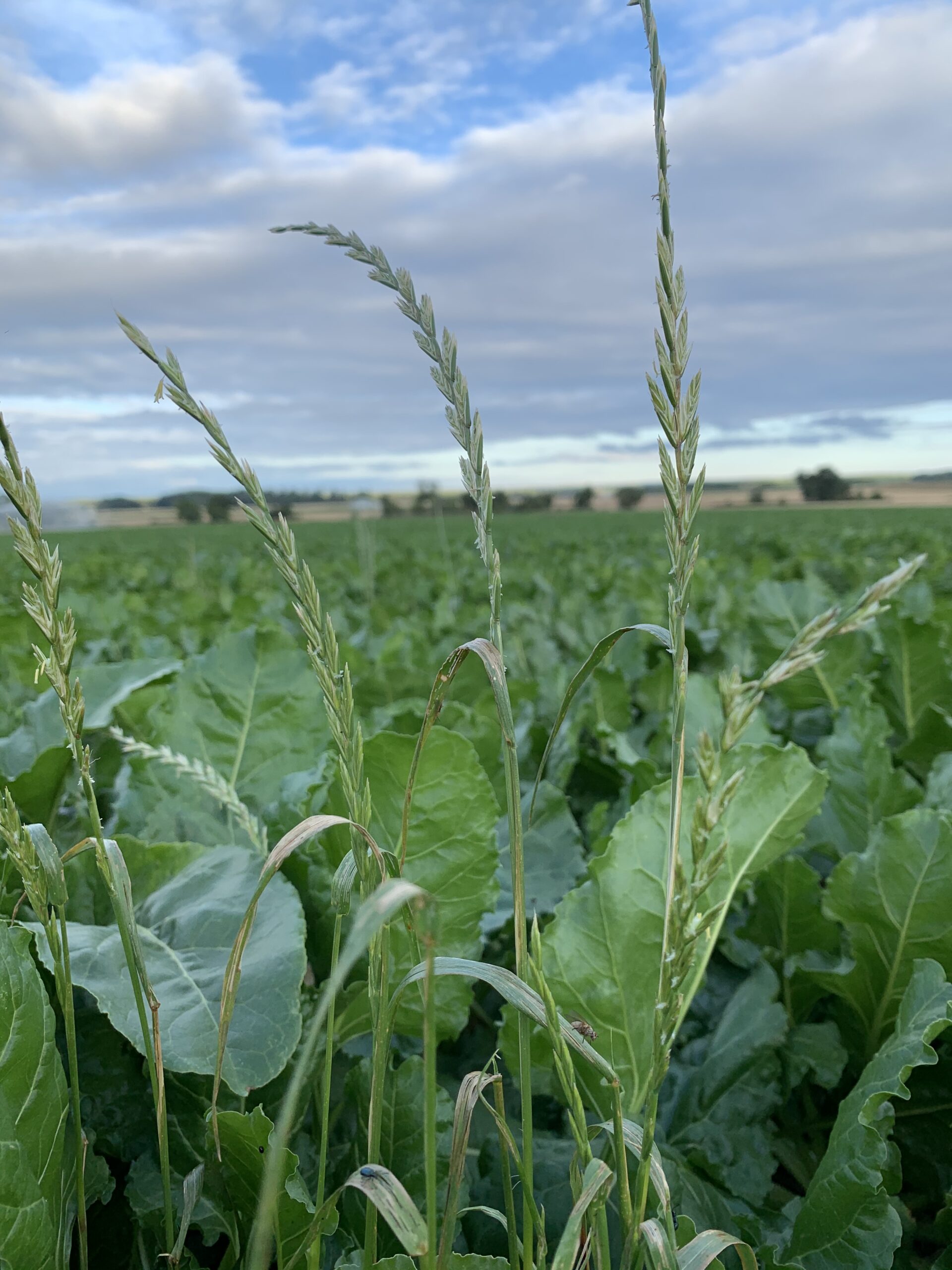 Ray-Grass d'Italie - Agro-Transfert